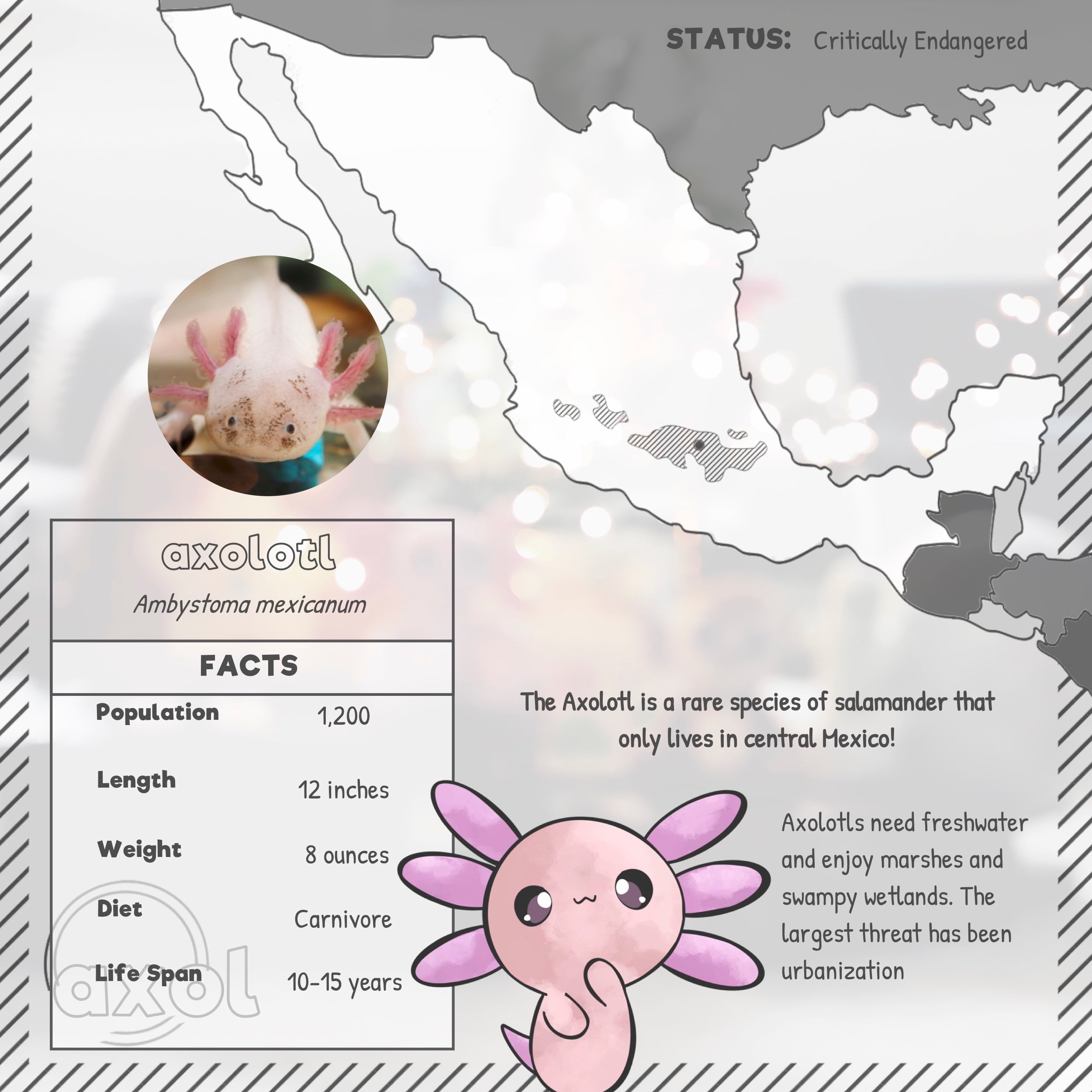 Axol the Axolotl– Axol and Friends